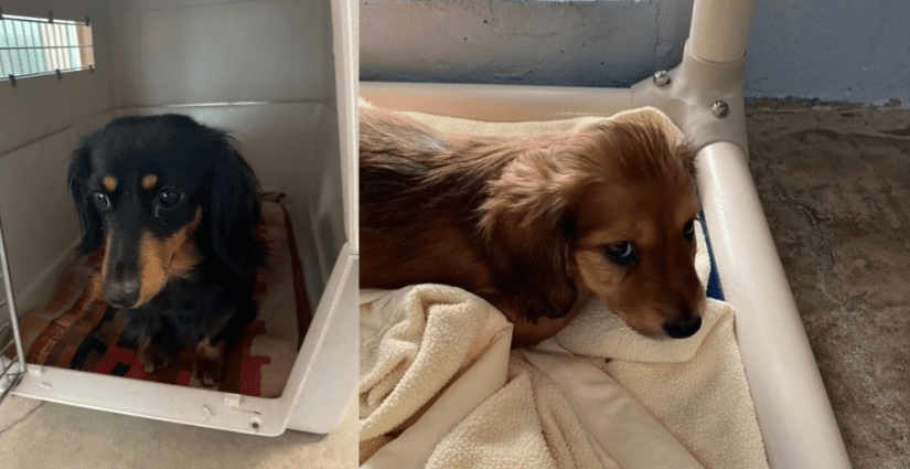 BC SPCA removes 38 neglected dogs from Kamloops-area breeder - BC SPCA