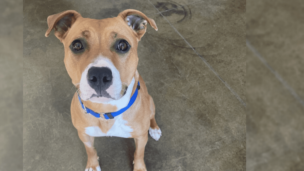 Tips on how to help a fearful dog - BC SPCA