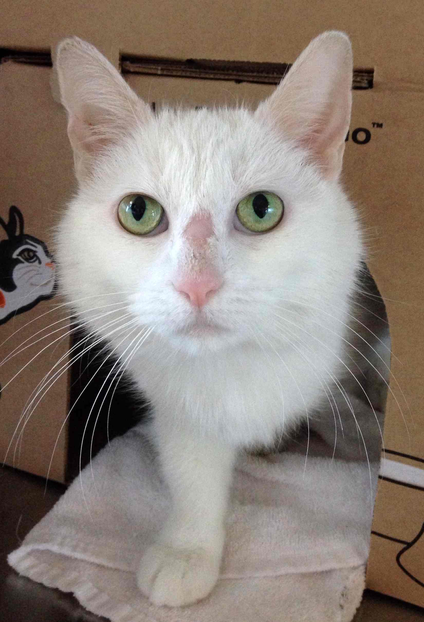 Briar BC SPCA briar-bc-spca
