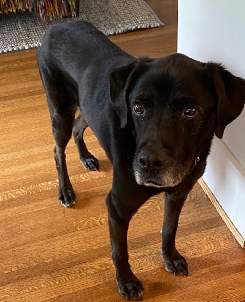 Sweet senior lab needs your help - BC SPCA