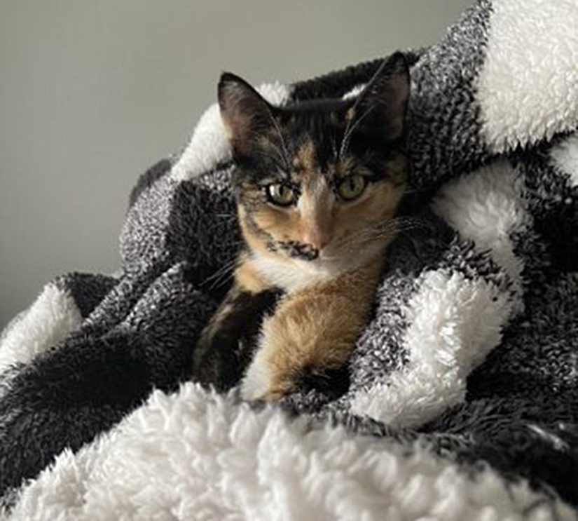 Kitten found frozen to ground is feeling the warmth in her new home ...