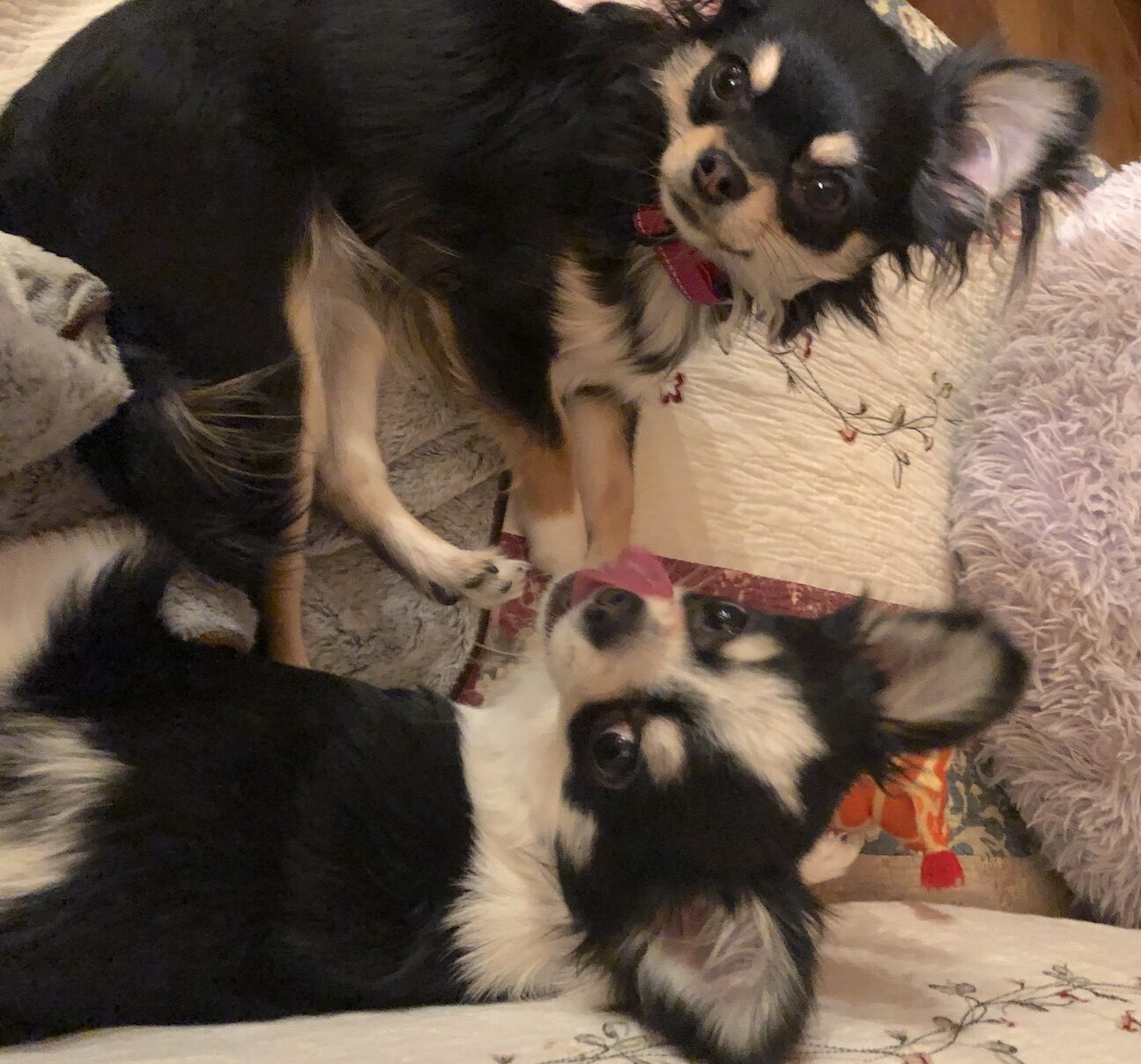 Ruby and Rosy - BC SPCA