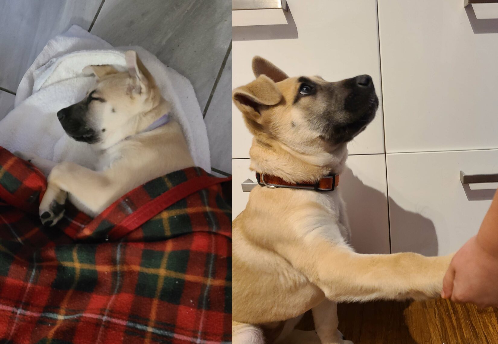 Puppy love! Where are they now? - BC SPCA