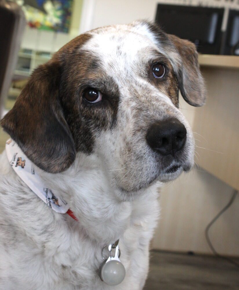 Kelowna BC SPCA Branch