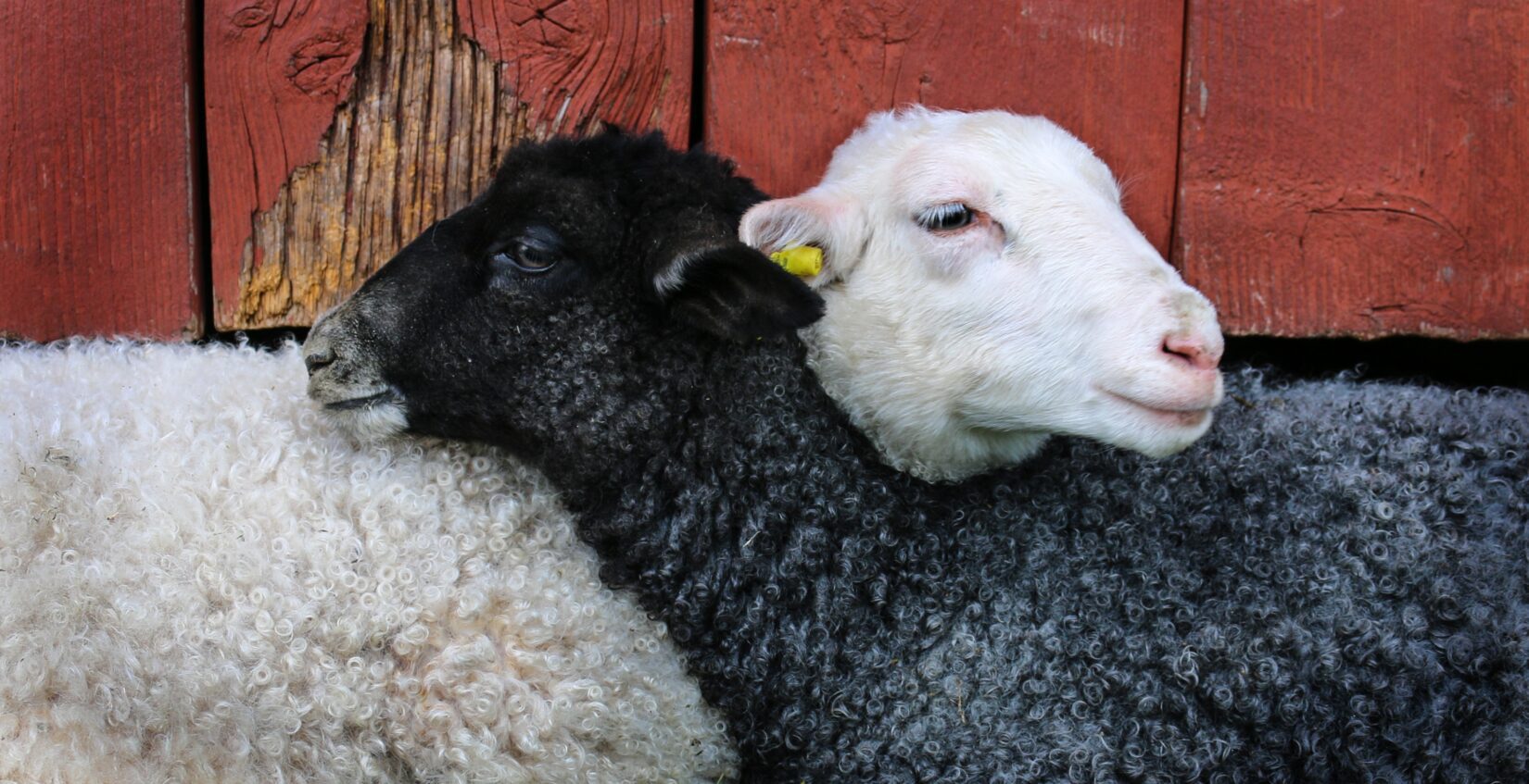 10 fun facts about sheep - BC SPCA