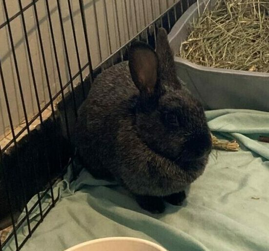 Vancouver Island SPCA shelters rally to help 22 rabbits surrendered in ...