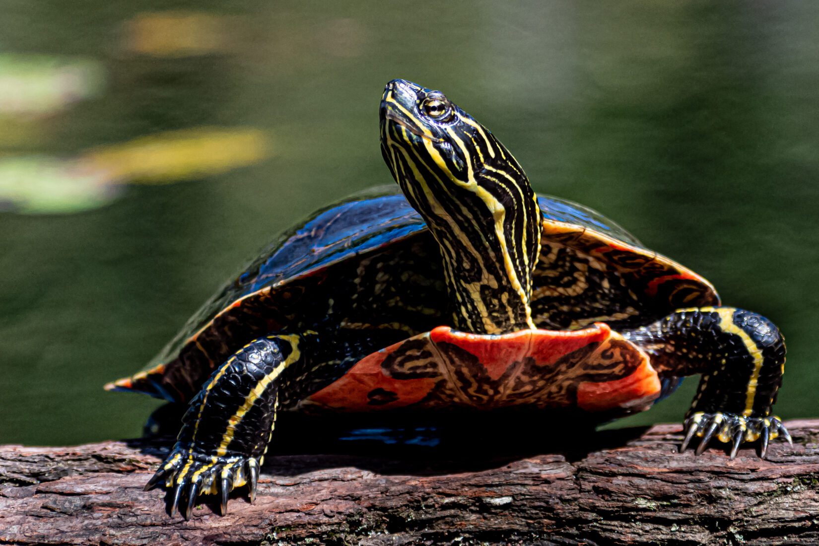 Shell ebrate And Protect Wild Turtles In B C BC SPCA
