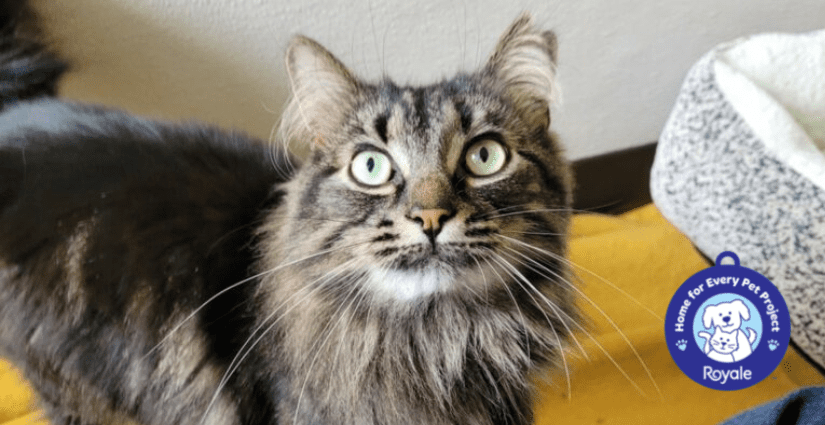 Bella (aka Badger) - BC SPCA