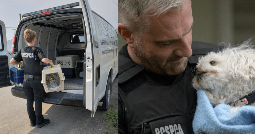 BC SPCA Emergency Response Services - BC SPCA