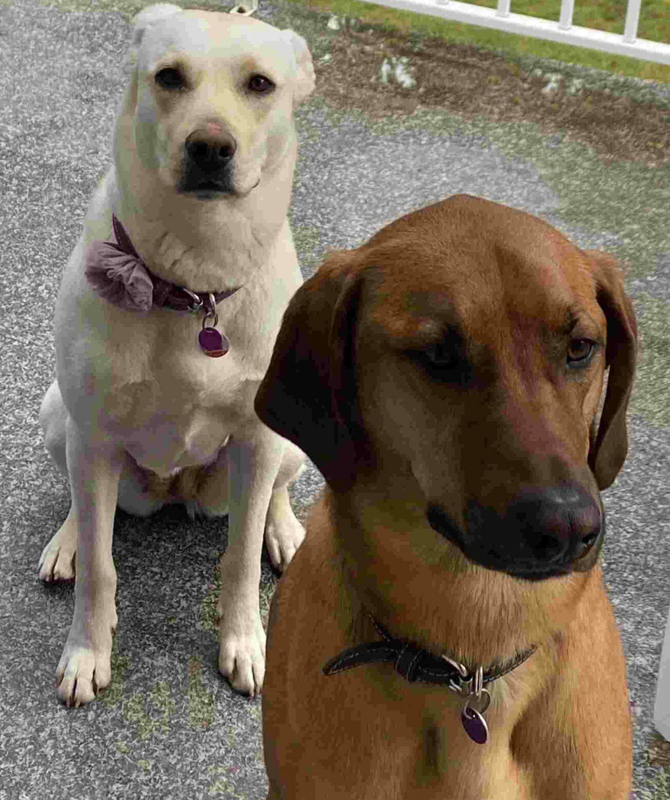 BC SPCA East Kootenay