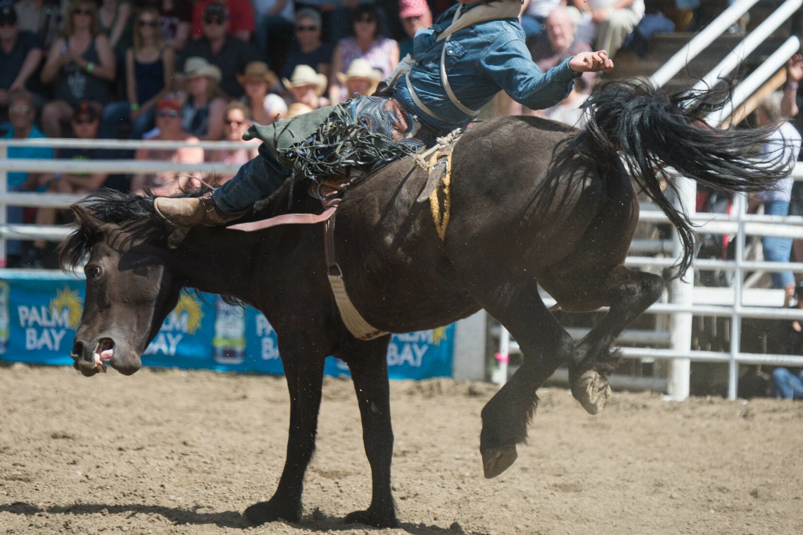 Rodeo - BC SPCA