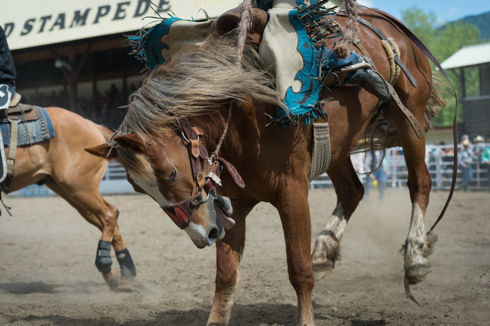 Speak out to prevent animal suffering at new rodeo proposed for Lower ...