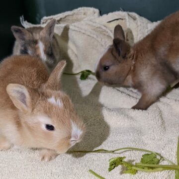 Vancouver BC SPCA Branch