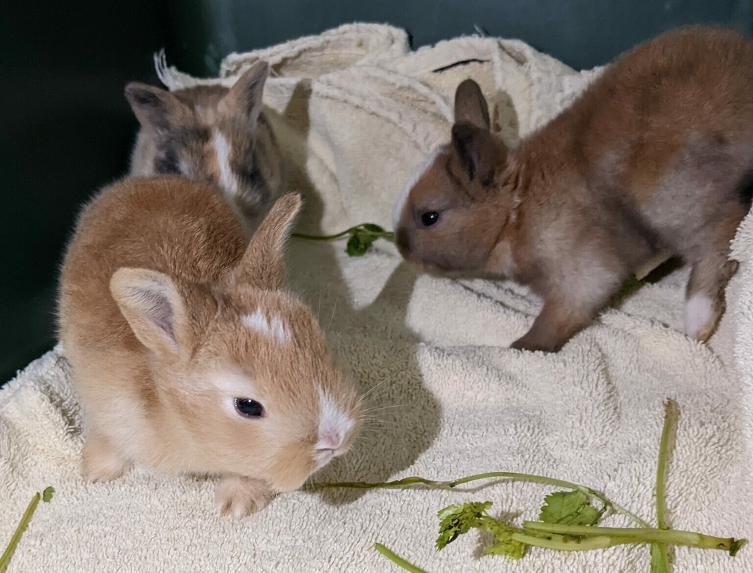 BC SPCA seizes 32 rabbits from Vancouver residence