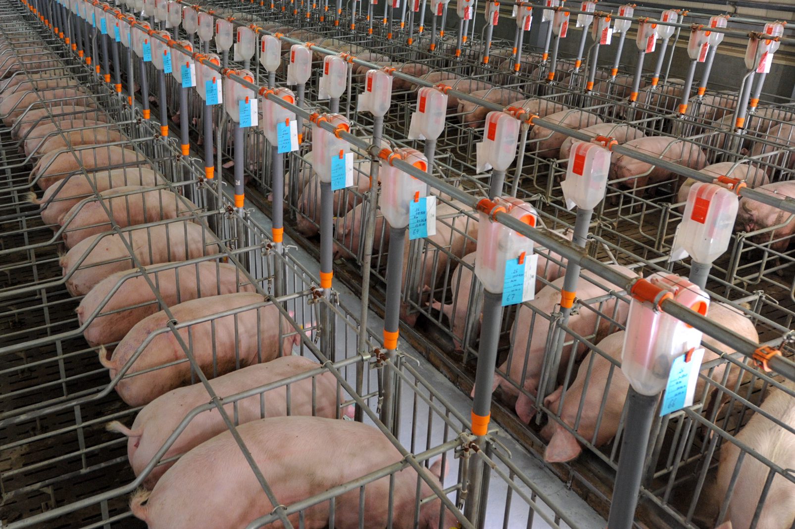 Pig production in Canada