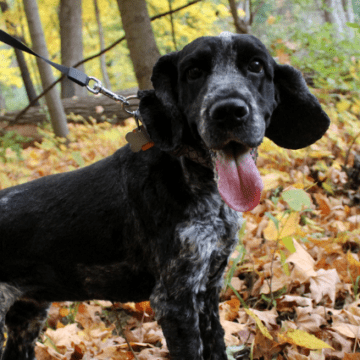 BC SPCA | The B.C. Society for the Prevention of Cruelty to Animals