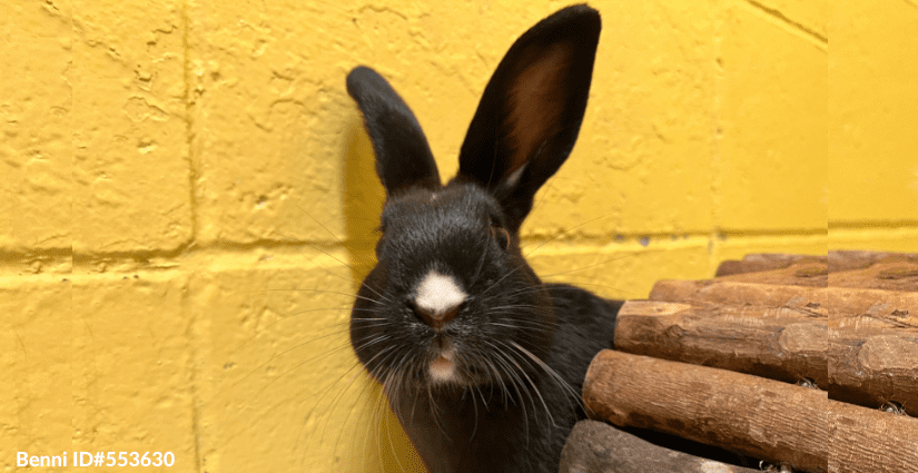 5 reasons why rabbits make great pets - BC SPCA