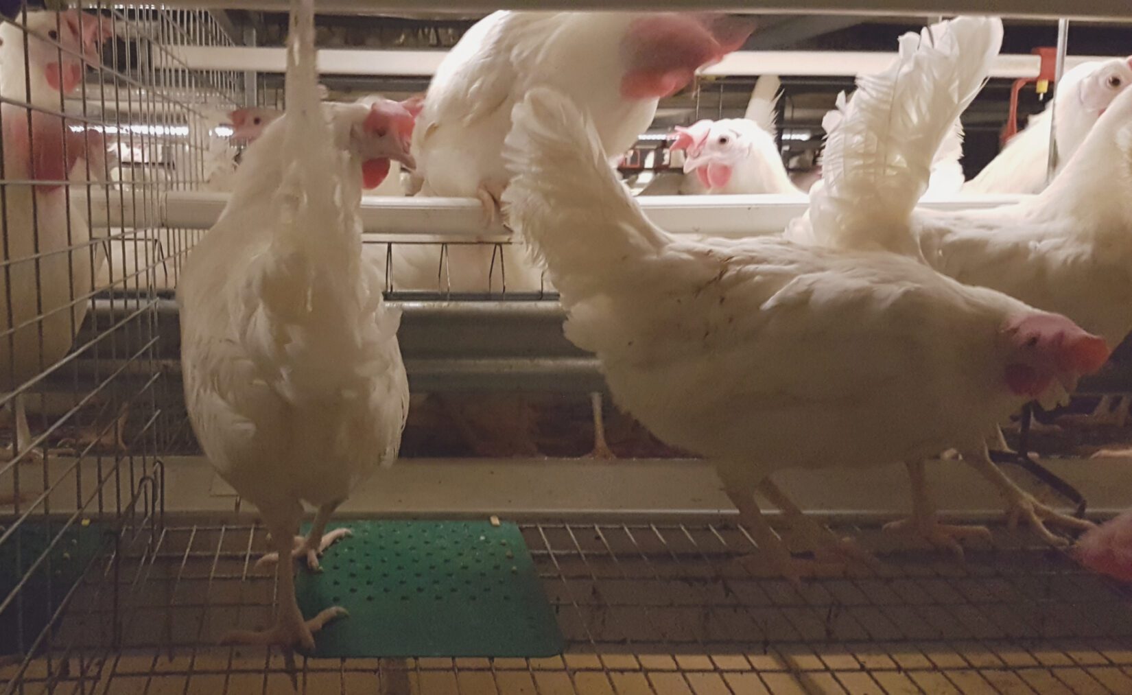 The truth about enriched cages - BC SPCA