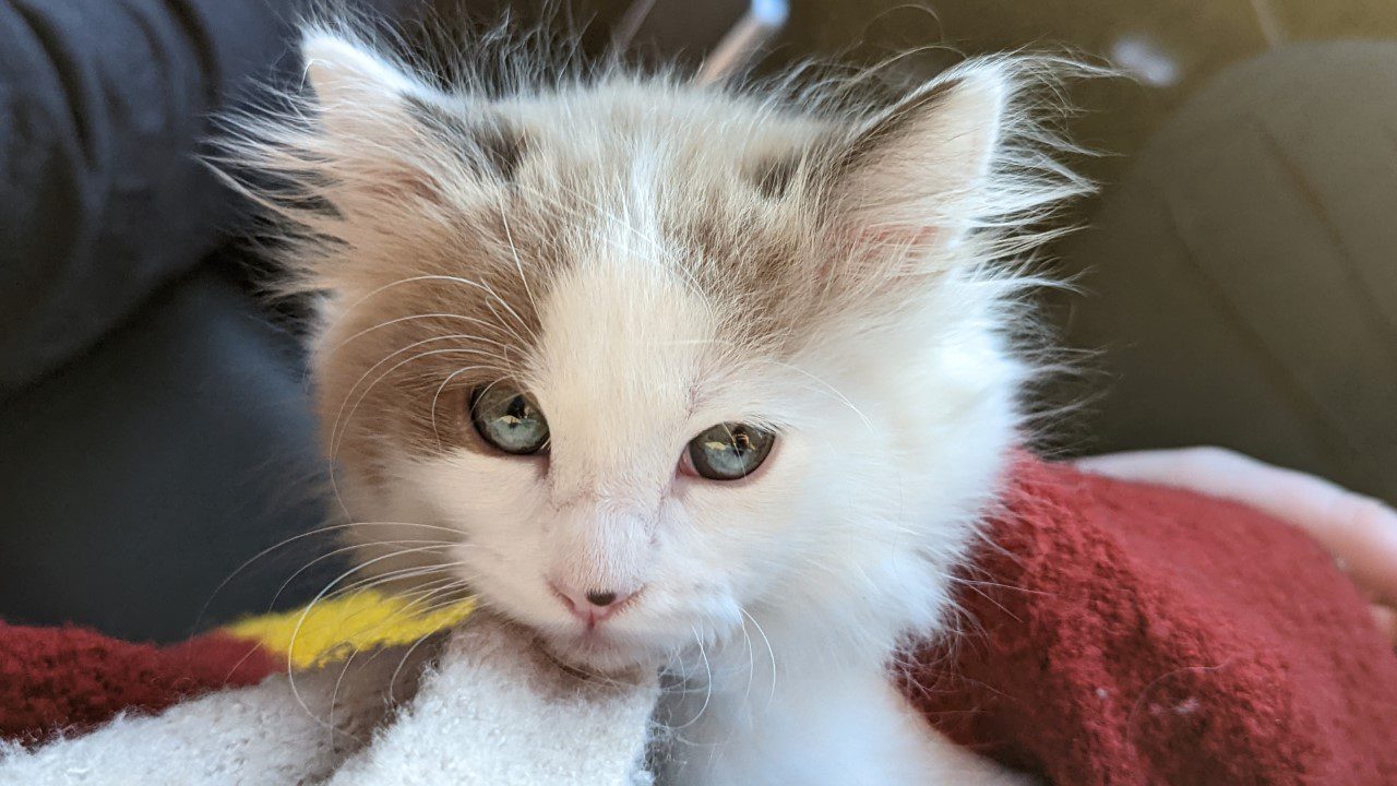 Kitten born with leg deformity needs your help - BC SPCA