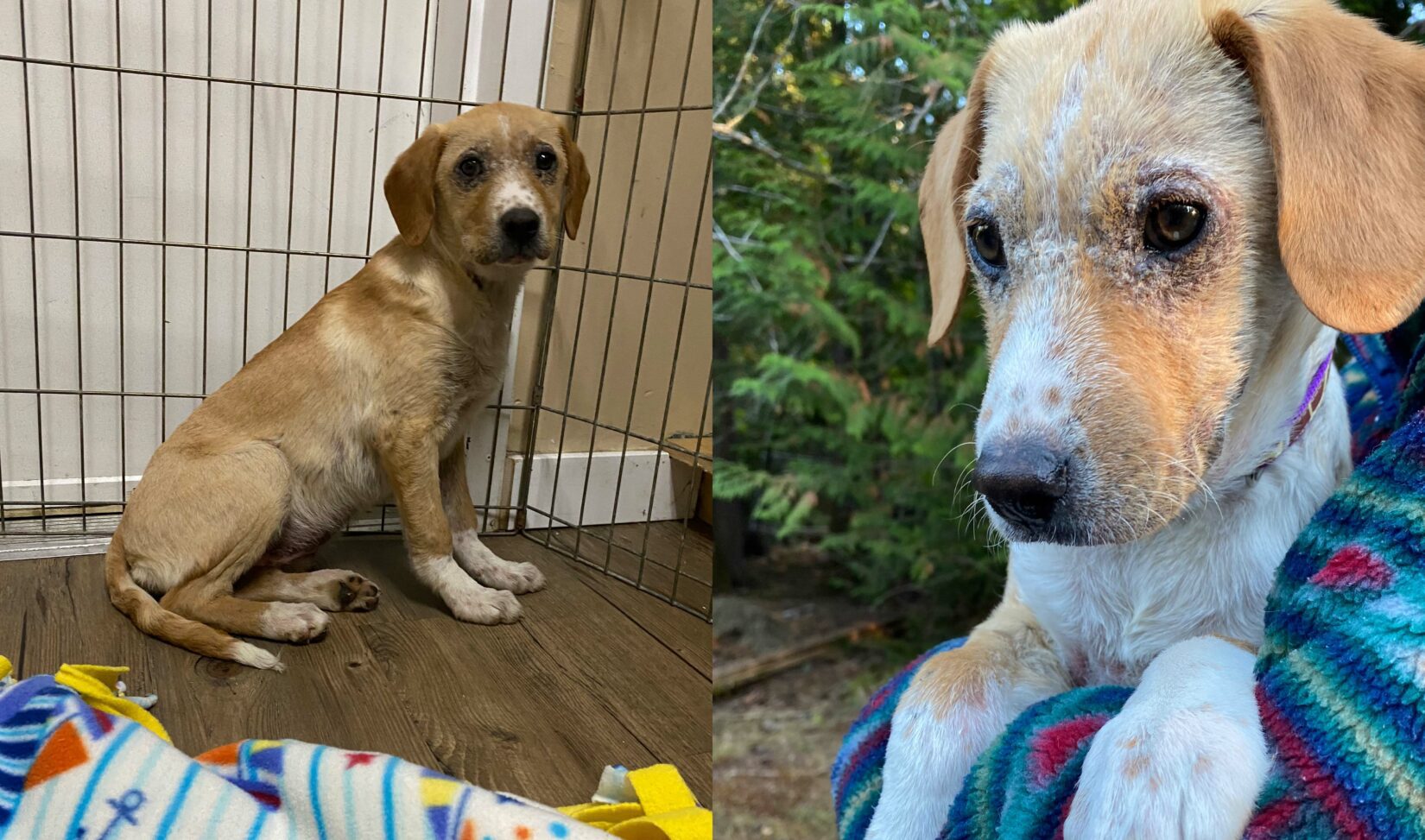 Heartbreaking story of puppy abandoned in the dark and cold