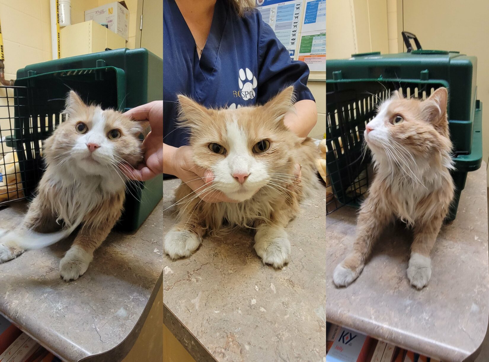 Cat who escaped house fire inspires generous matching gift opportunity ...