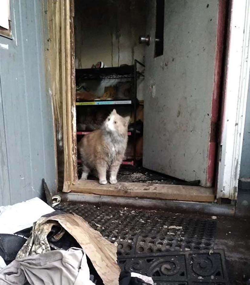 Cat who escaped house fire inspires generous matching gift opportunity ...