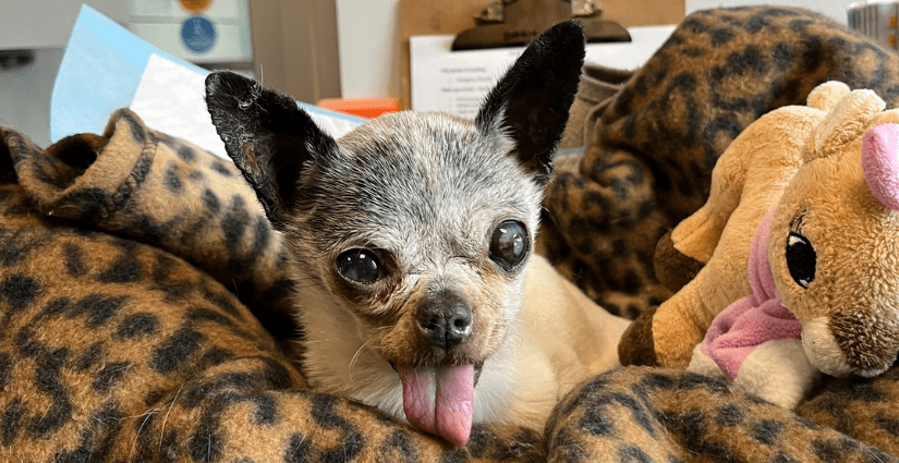 Christmas miracle: Vancouver family reunited with missing senior ...