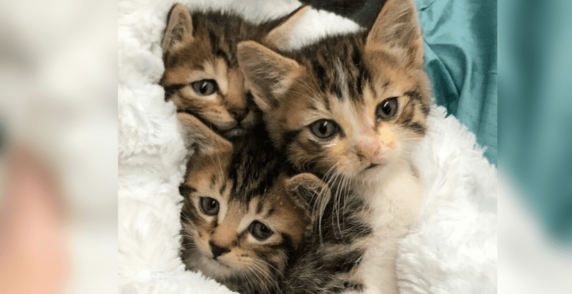 Three kittens found abandoned in dumpster find forever homes! See them ...