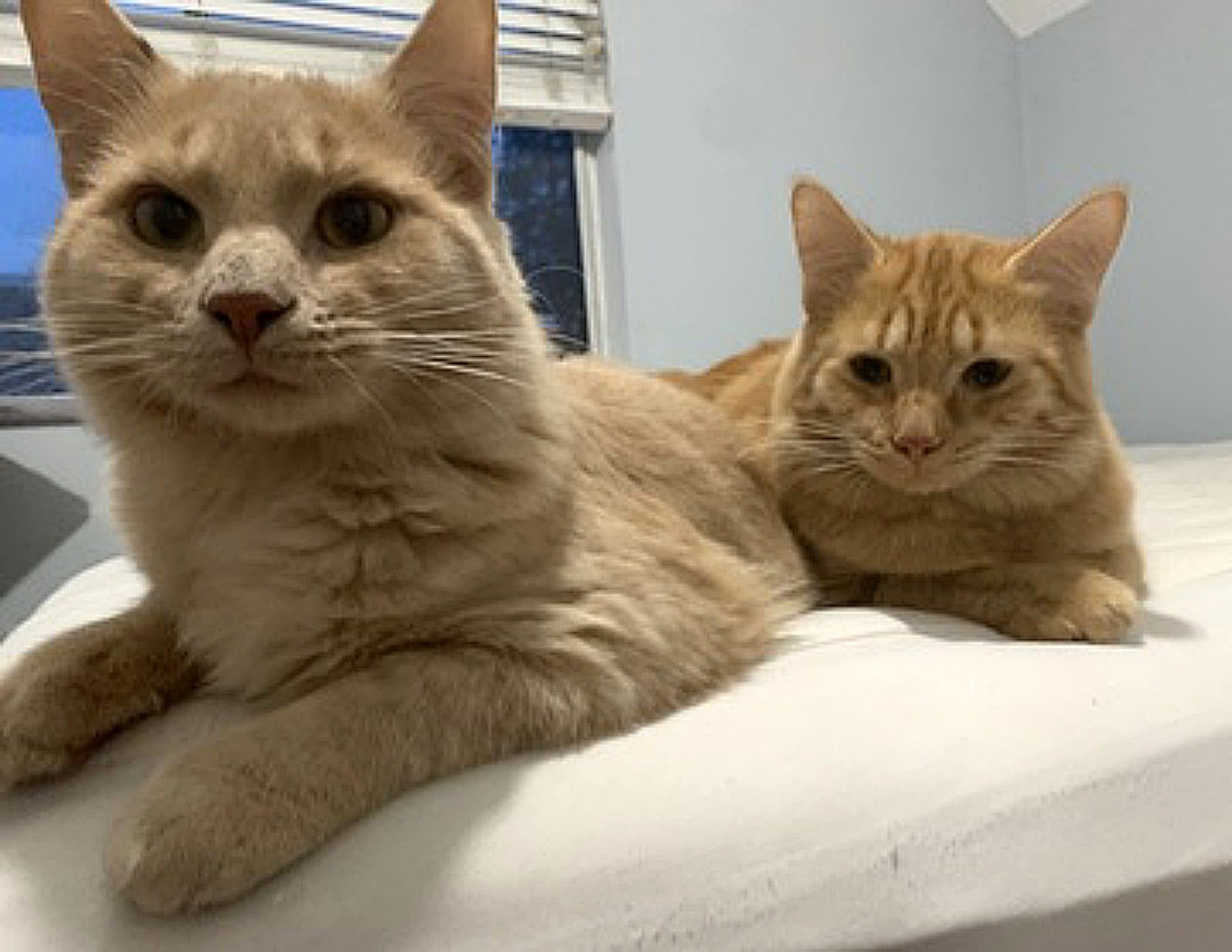 Oka and Omelette - BC SPCA