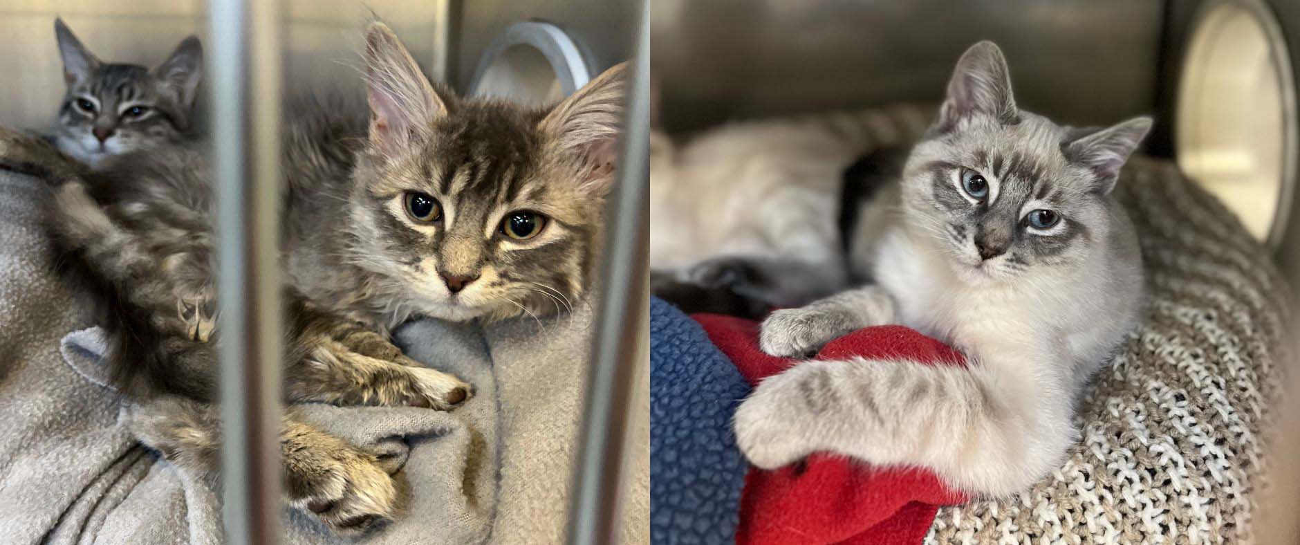 Nine kittens abandoned at construction site in freezing cold - BC SPCA