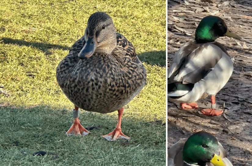 What to do with dead wildlife