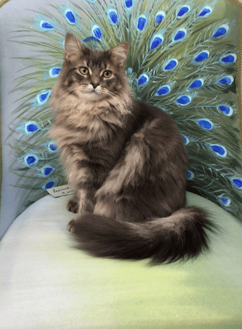 Grayson & Finn - BC SPCA