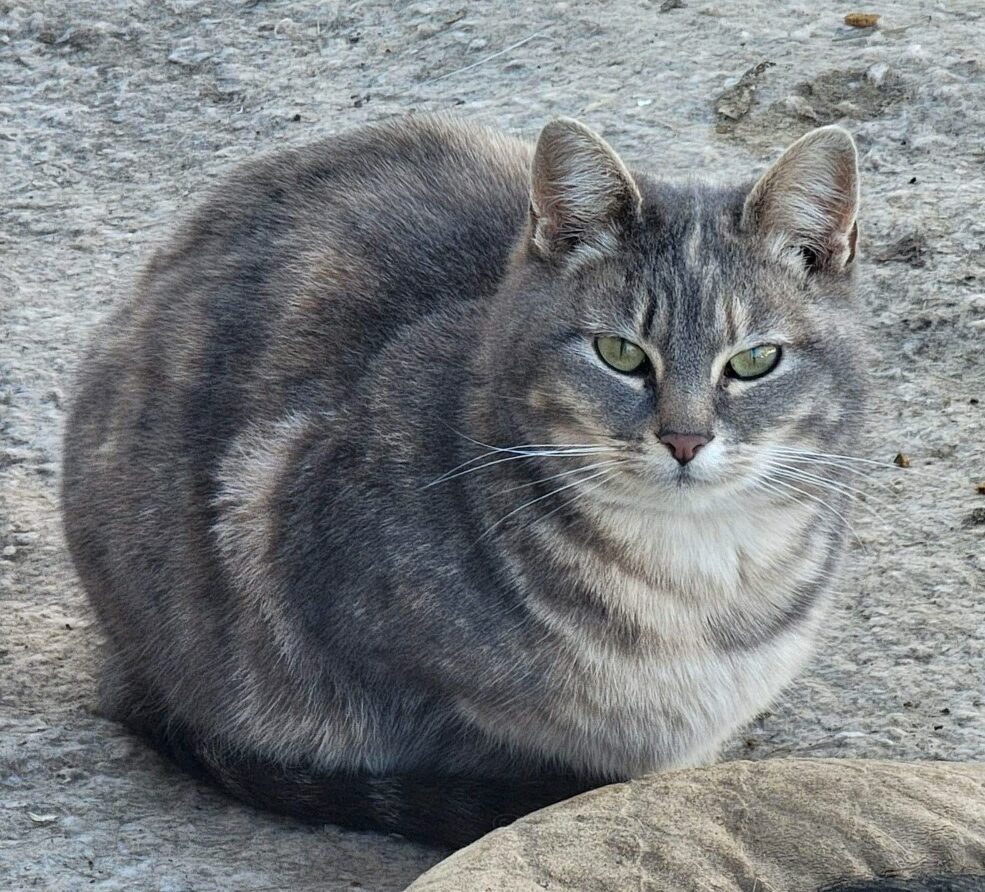 BC SPCA's Prince George spay and neuter clinic hosts two feral cat days