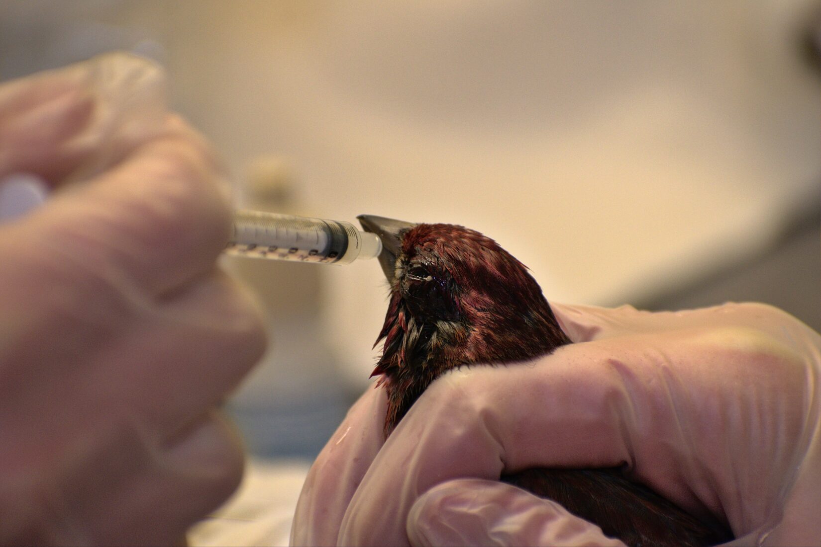 Get the facts on backyard bird feeding - BC SPCA