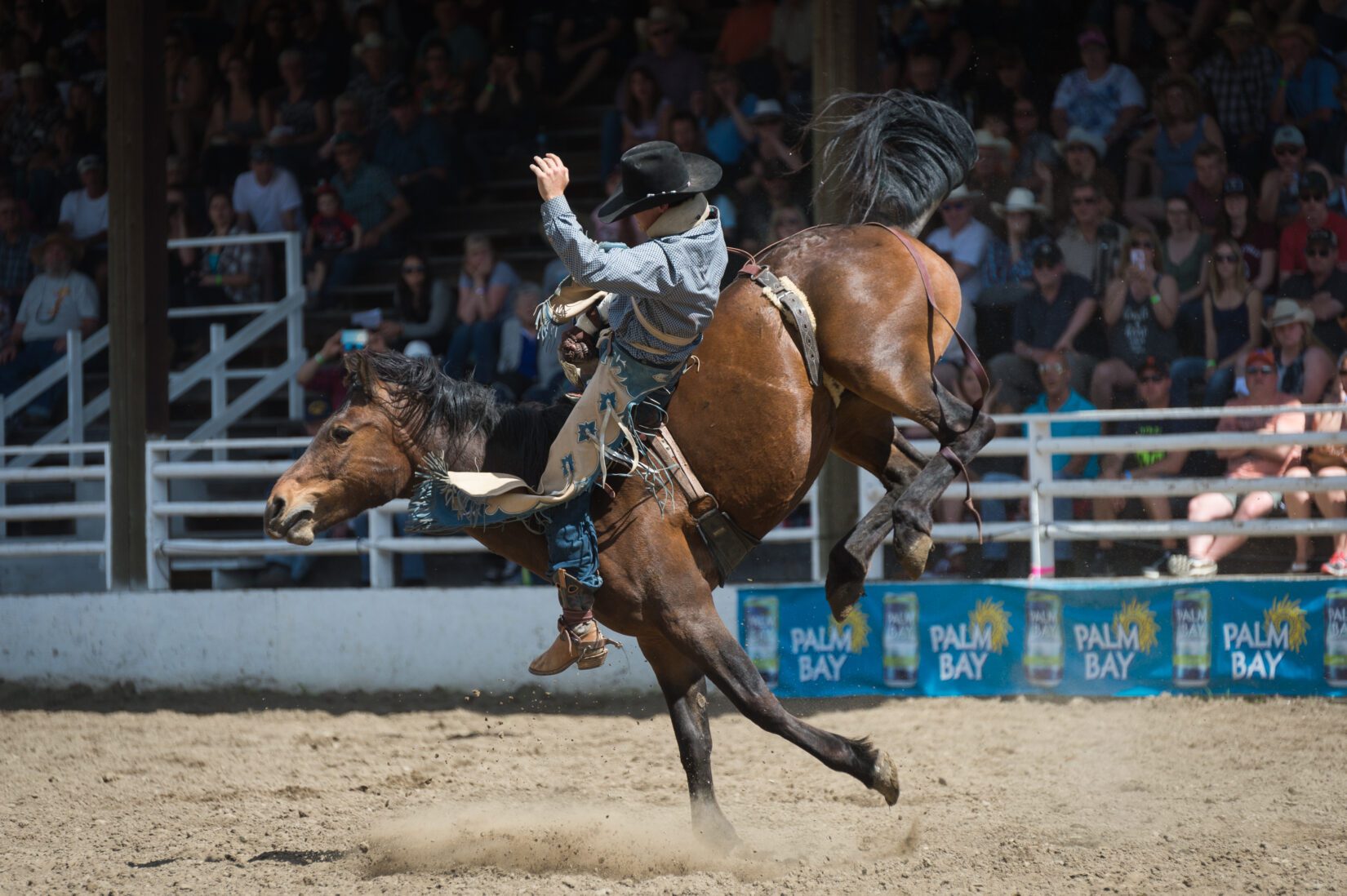 Speak out against the Cloverdale rodeo events - BC SPCA