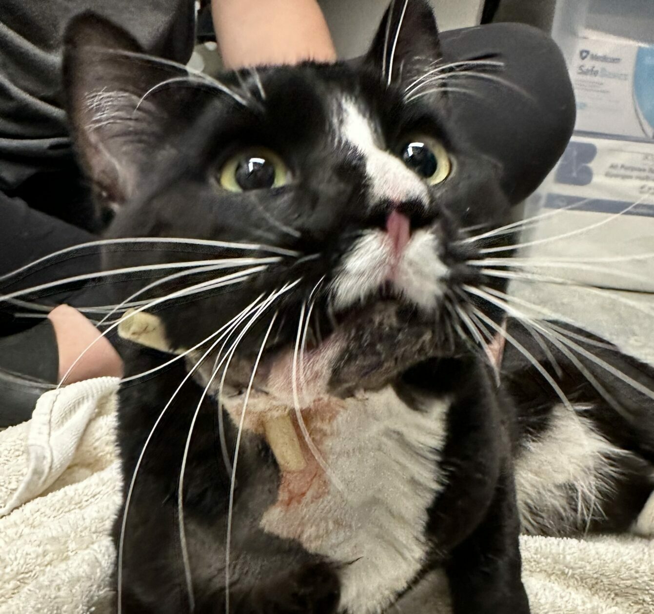 Cat hit by car needs your help - BC SPCA