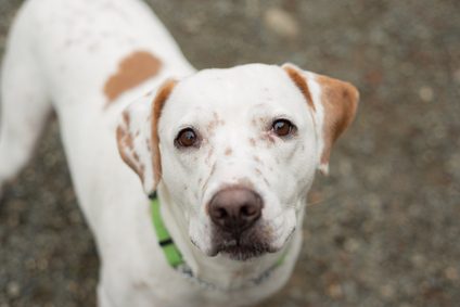 Burnaby Animal Control service changes - BC SPCA