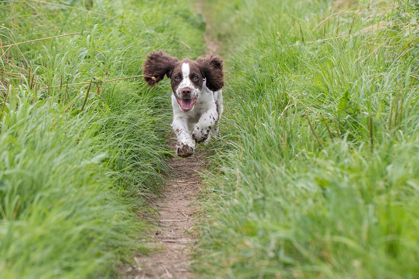Happy Dogs Running