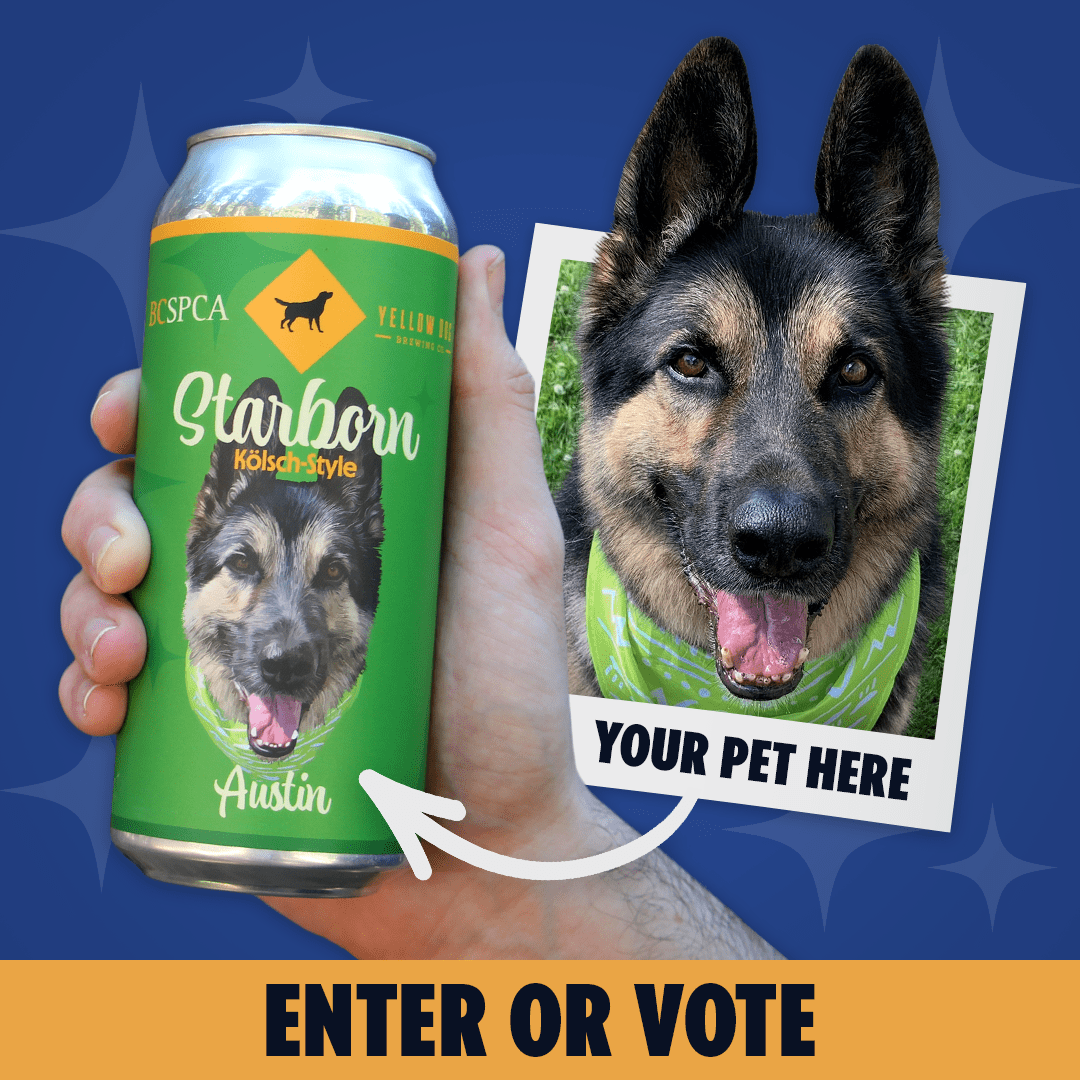 BC SPCA contest back to make your pet a Yellow Dog Brewing star!