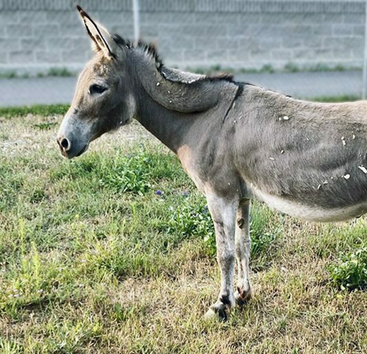 Charming senior donkey finds his forever retirement home - BC SPCA