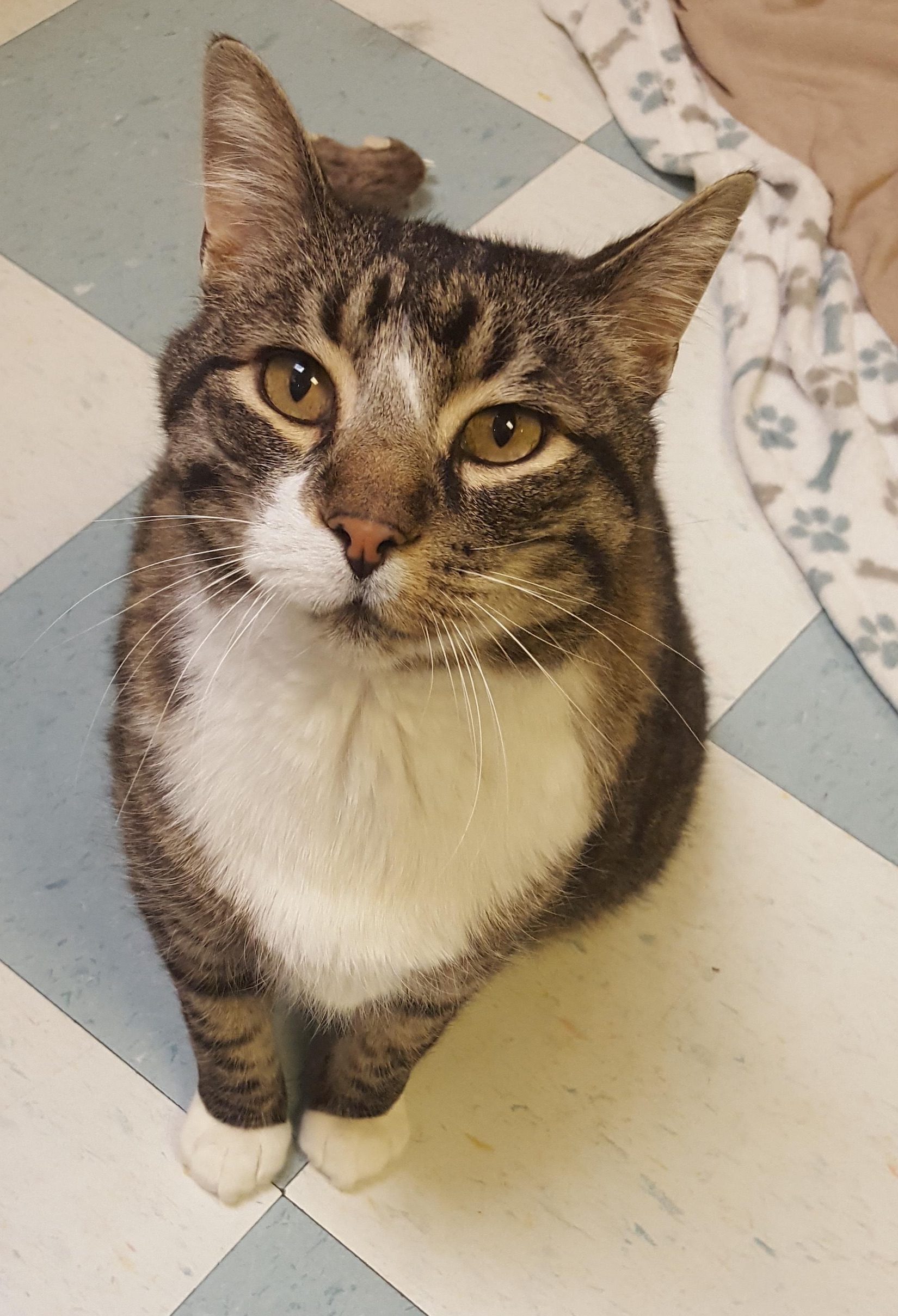 James - BC SPCA