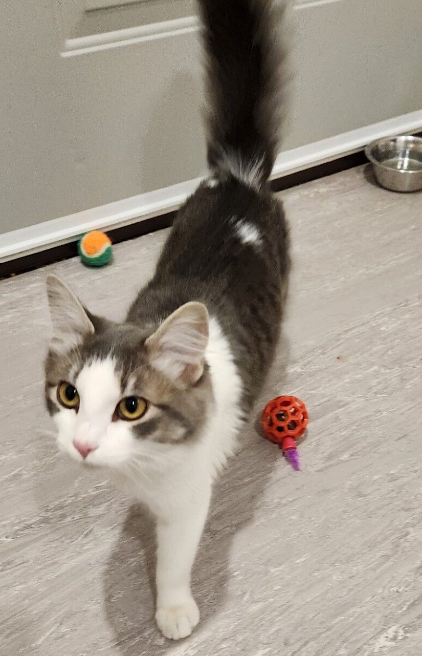 Miss Kitty - BC SPCA