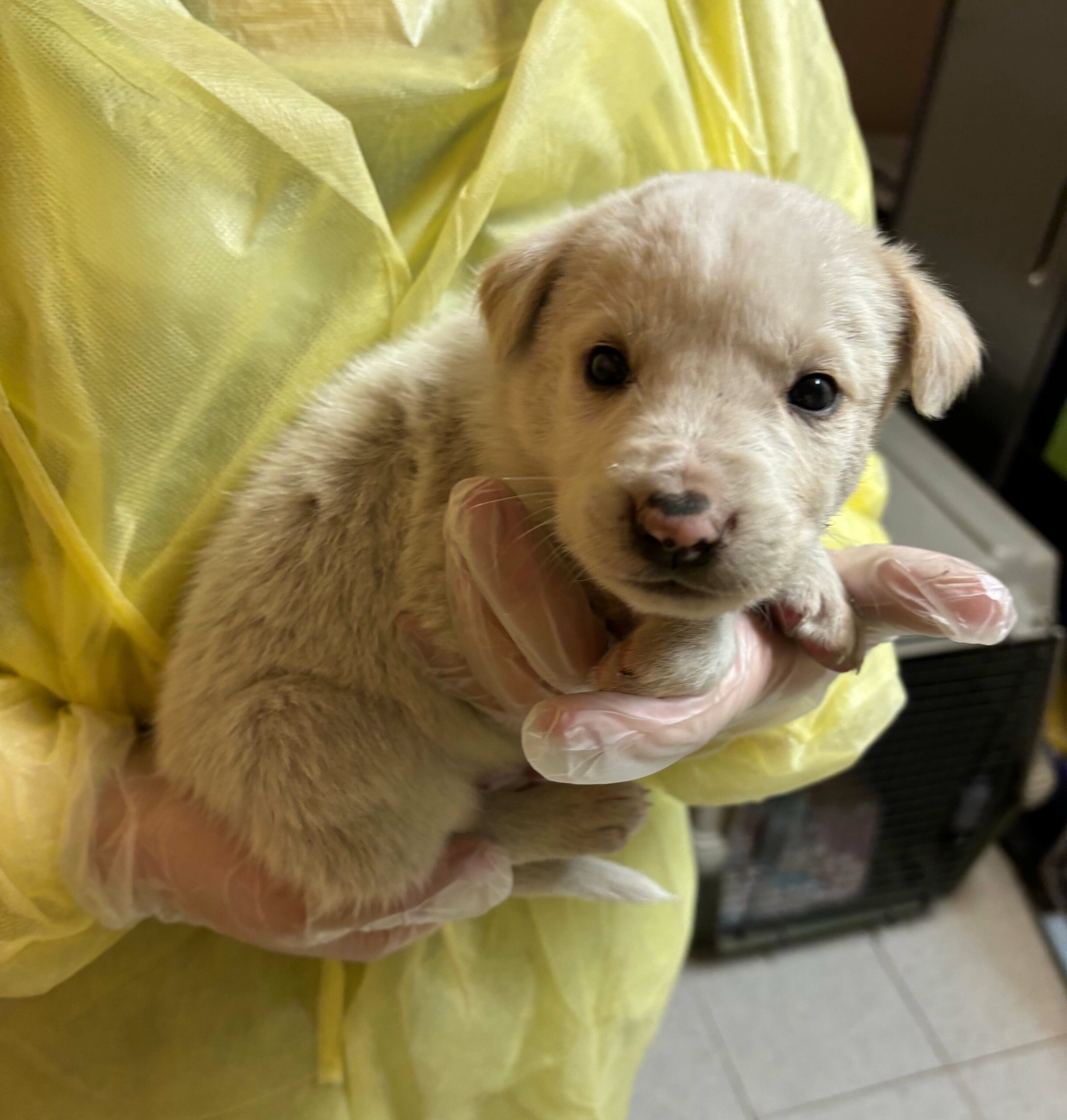Two emaciated dog moms and their 18 puppies rescued from property in ...