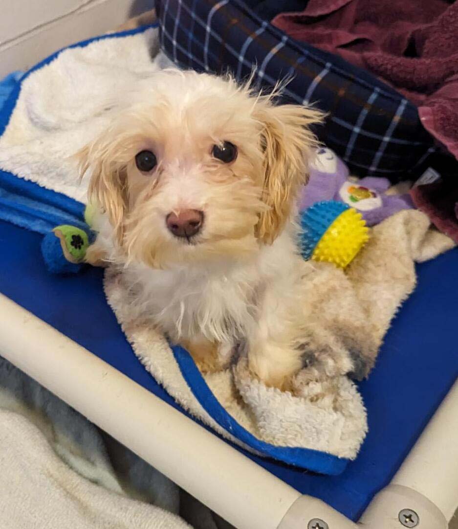 BC SPCA takes 44 animals into care after they were found in shockingly unsanitary conditions ...