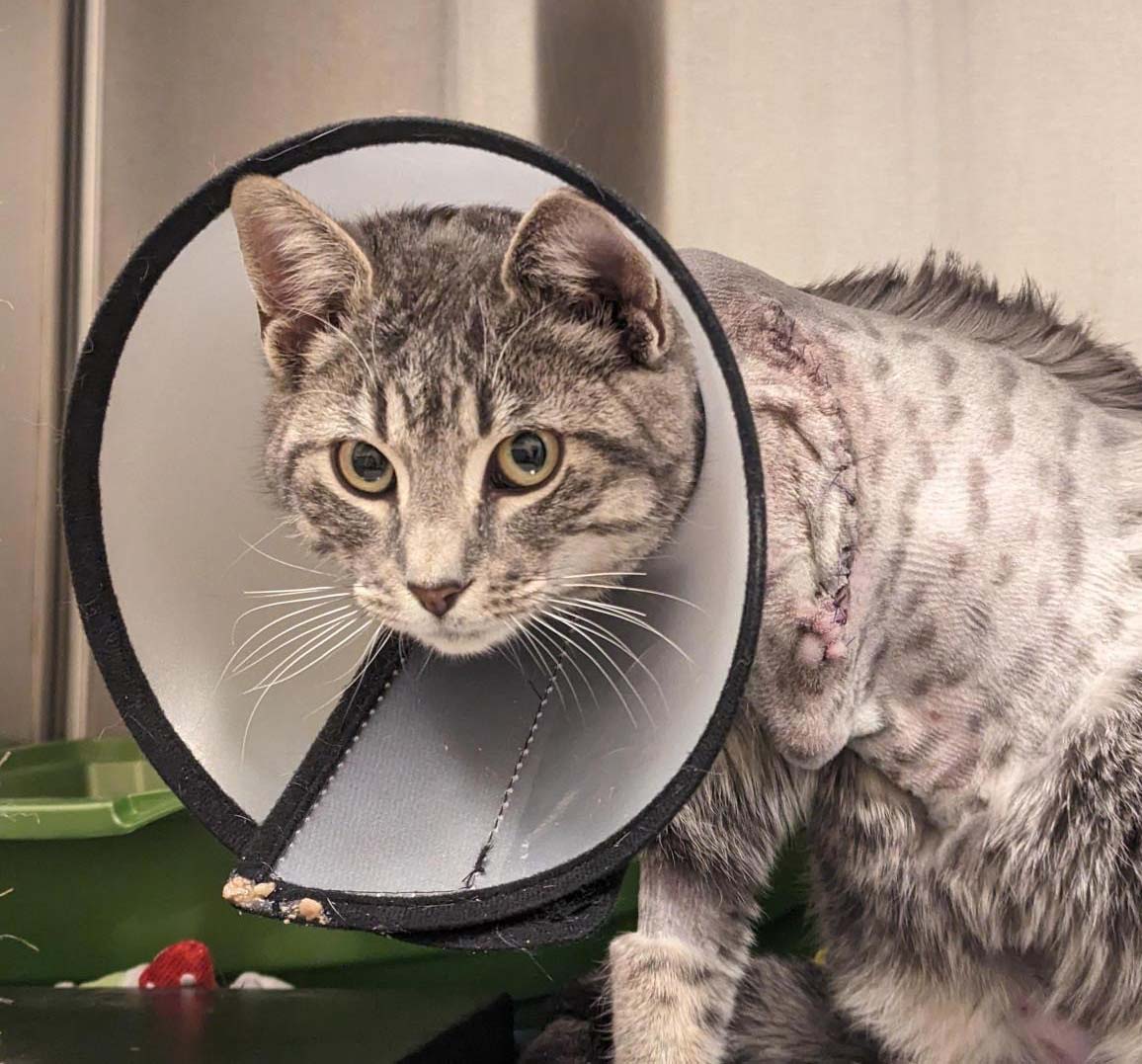 Update: Peggy the stray cat with severely fractured front leg finds ...