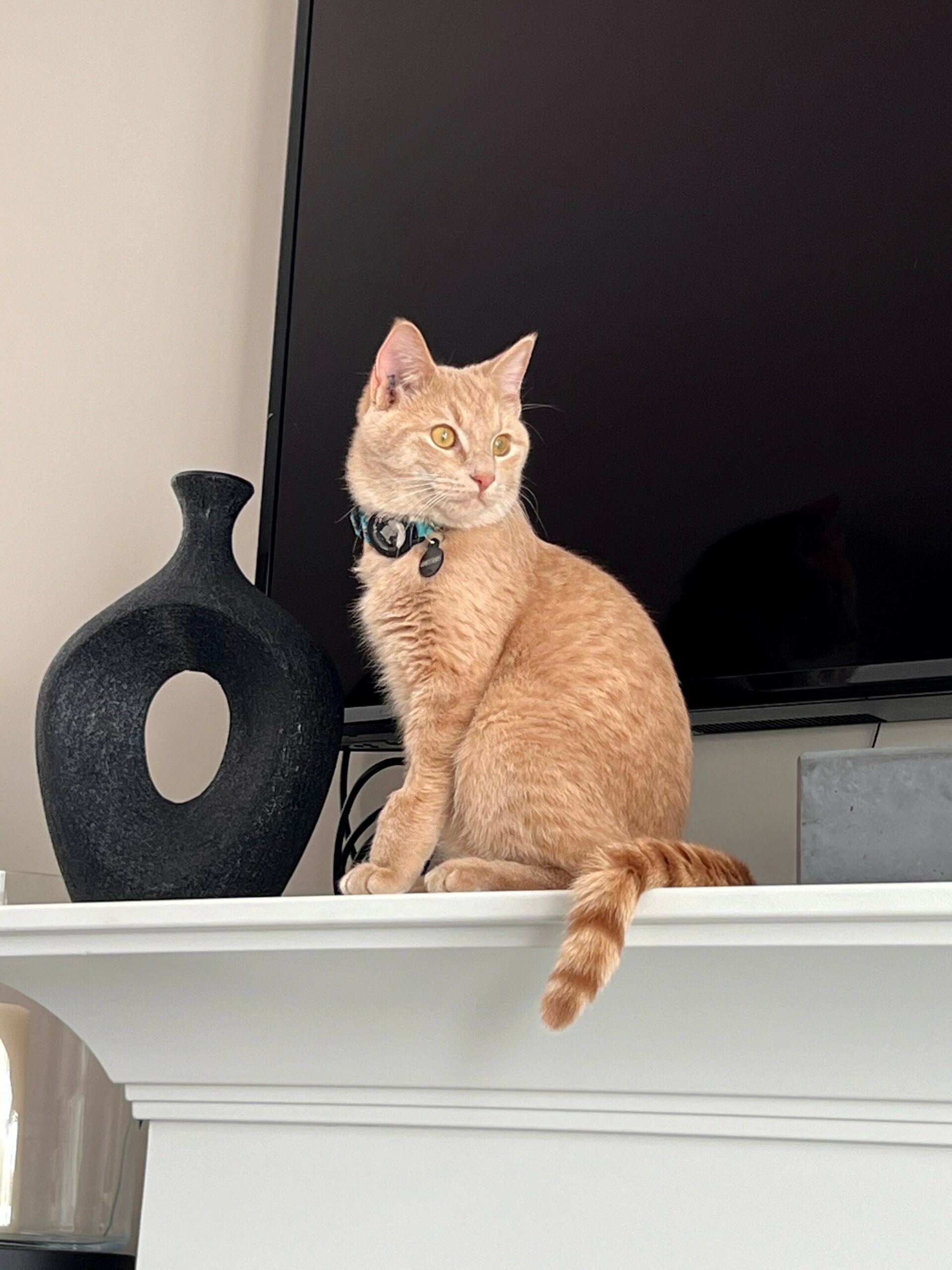 Finding Nemo: Helping a stray tabby find his loving home - BC SPCA