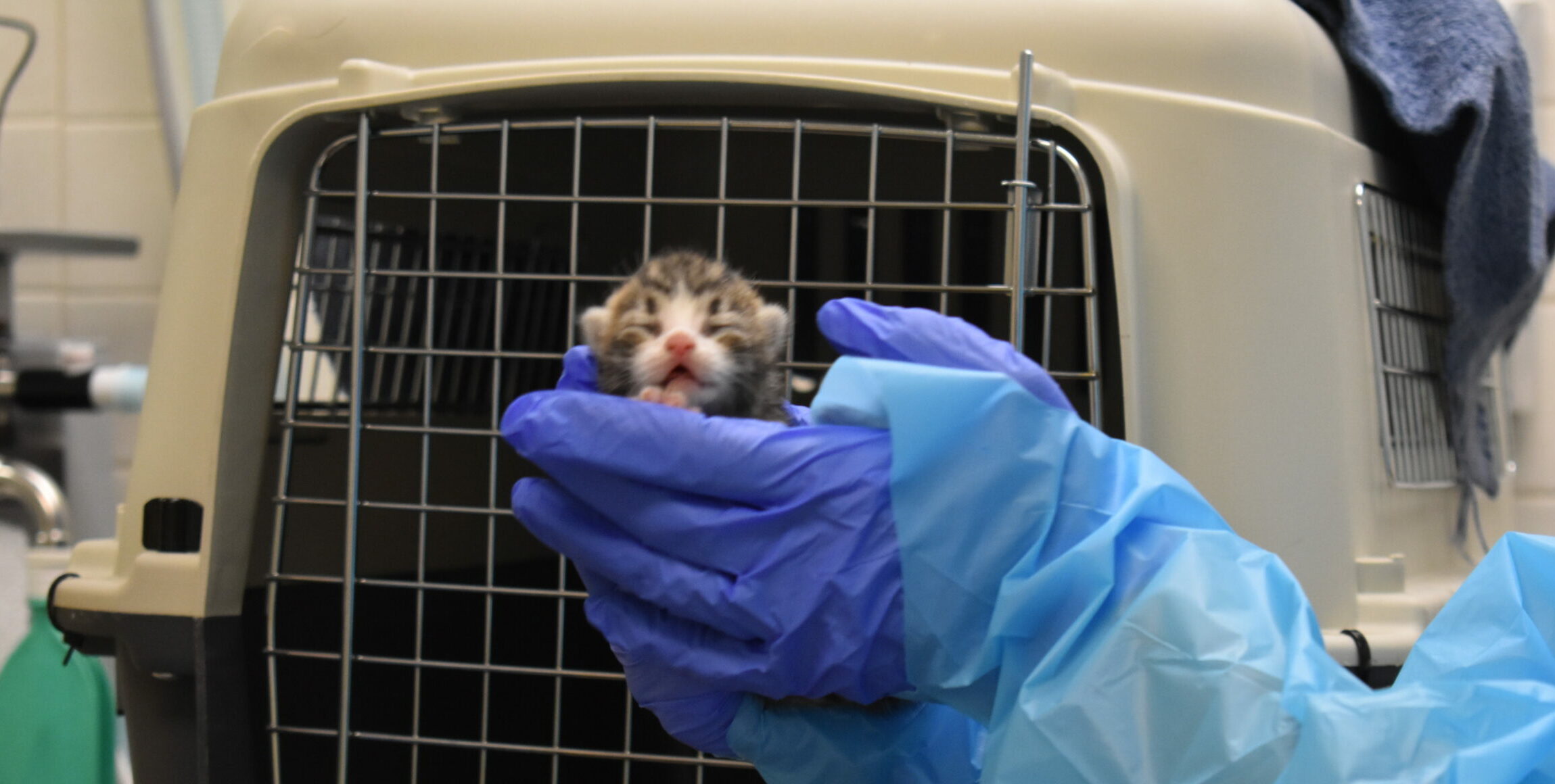 Update: Unprecedented intake of cats and kittens from property in ...