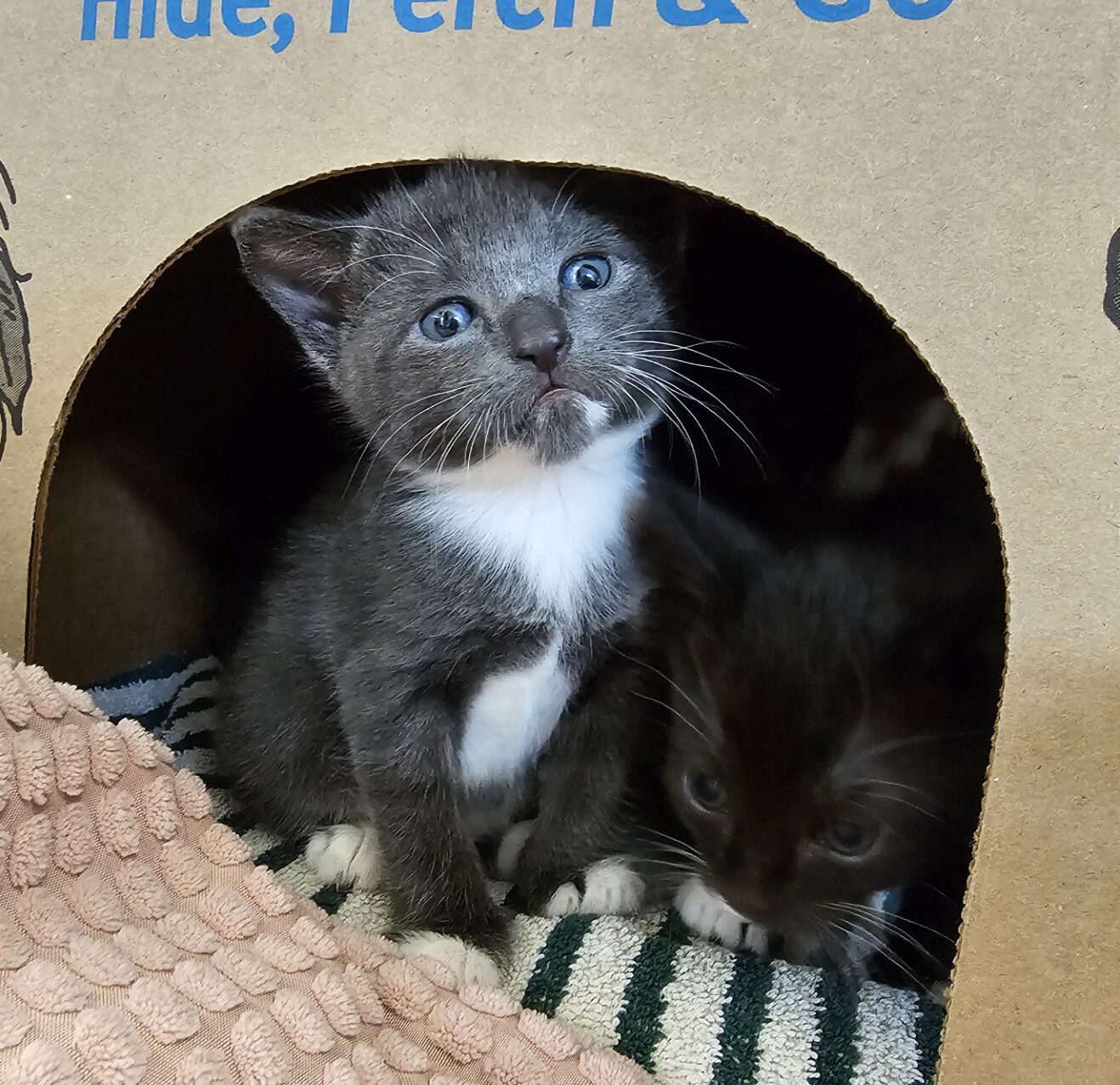 Twenty cats living in unsanitary conditions seized by BC SPCA animal ...