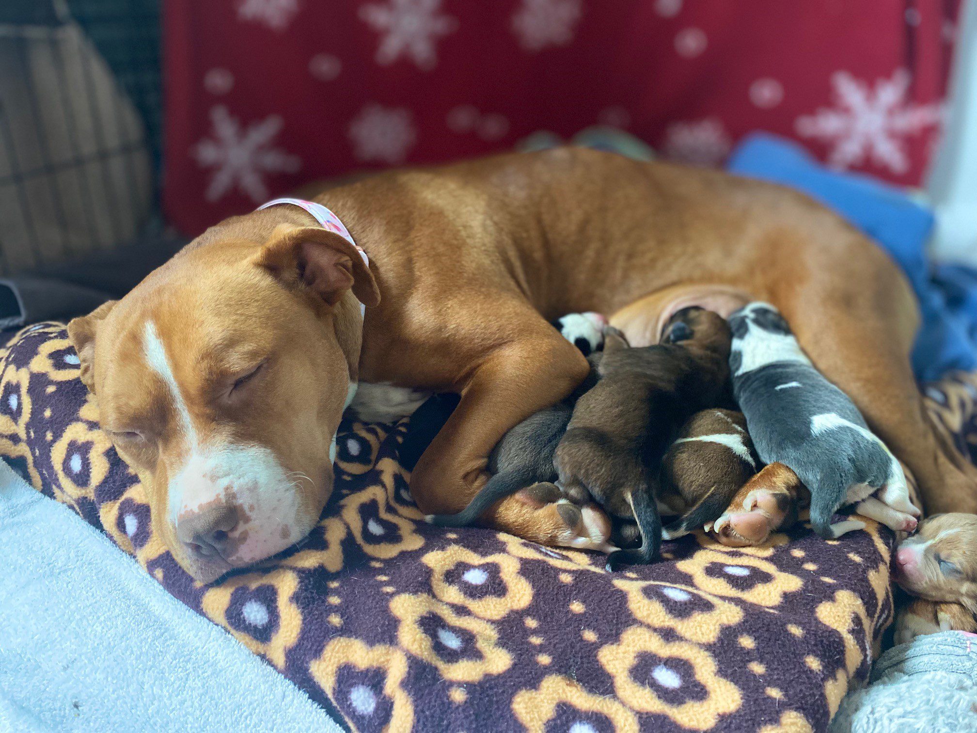Momma Maya and her nine pups new lease on life - BC SPCA
