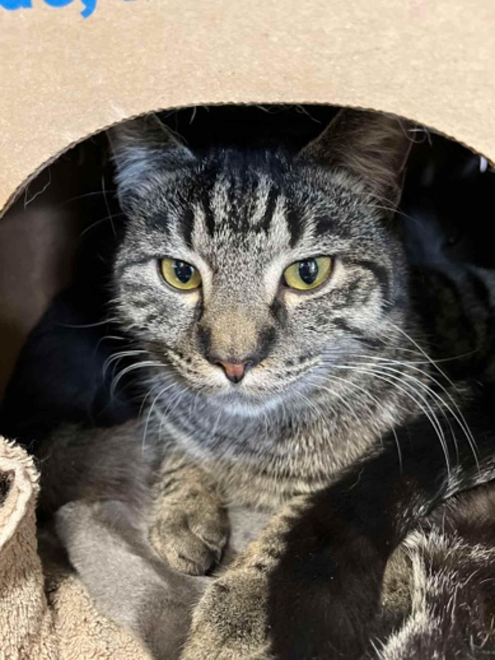 Pet adoption application forms - BC SPCA